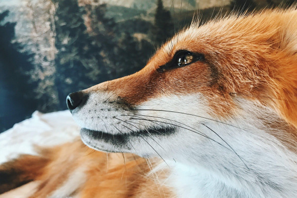 Grey Fox Wallpapers - Top Free Grey Fox Backgrounds - WallpaperAccess