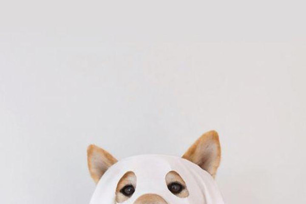 Sad Dogs Wallpapers - Top Free Sad Dogs Backgrounds - WallpaperAccess