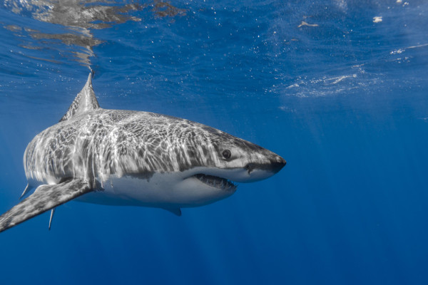 Ocean Dual Monitor Wallpapers - Top Free Ocean Dual Monitor Backgrounds ...