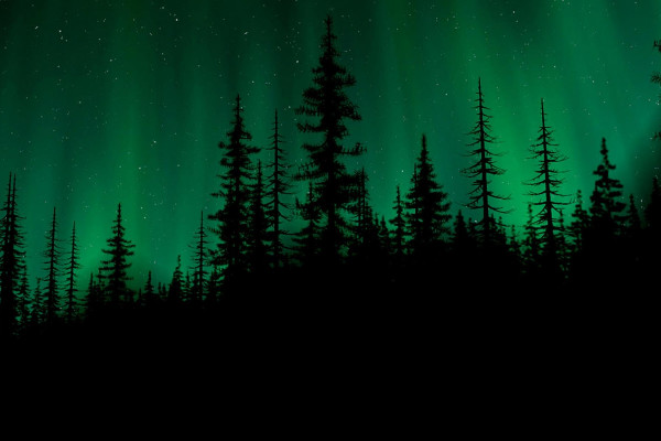 Night Time Forest Wallpapers - Top Free Night Time Forest Backgrounds ...