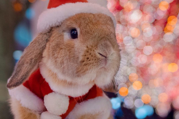 FF Bunny Wallpapers - Top Free FF Bunny Backgrounds - WallpaperAccess