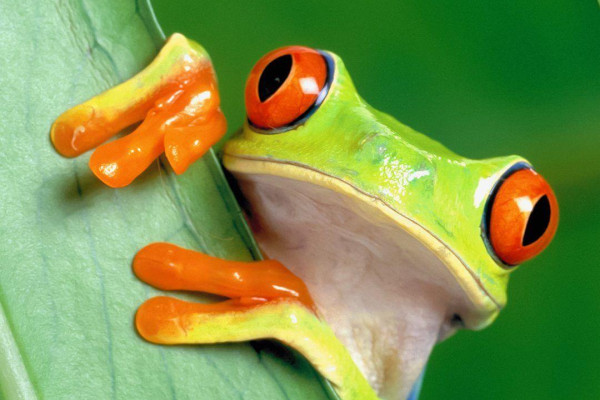 Frog Wallpapers - Top Free Frog Backgrounds - WallpaperAccess