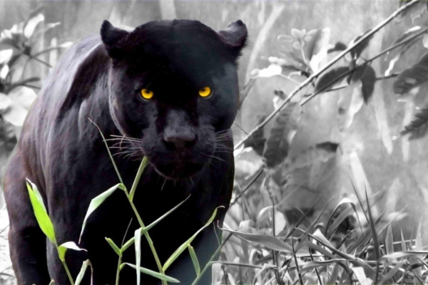 Blue Lion Wallpapers - Top Free Blue Lion Backgrounds - WallpaperAccess