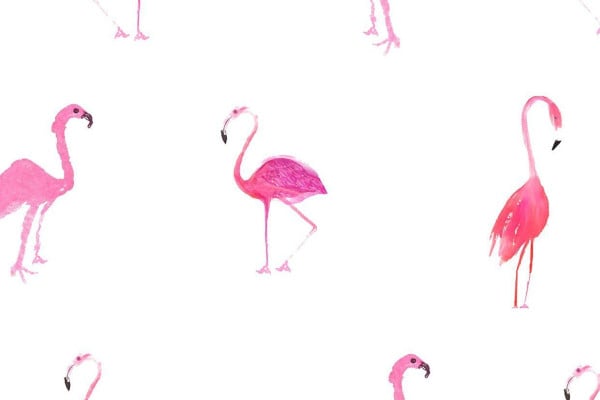 Flamingo Laptop Wallpapers - Top Free Flamingo Laptop Backgrounds ...