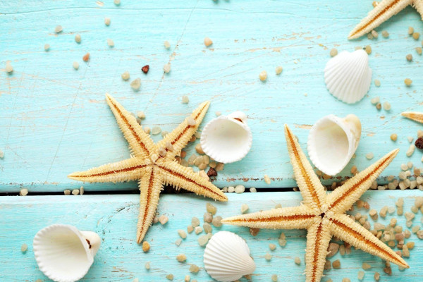 Sea Shell Wallpapers - Top Free Sea Shell Backgrounds - WallpaperAccess