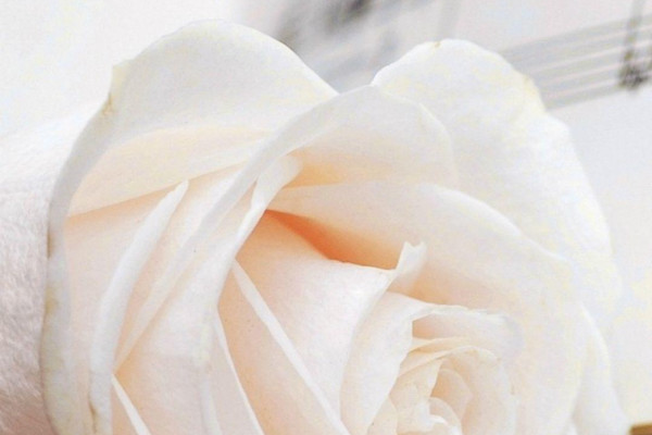 White Rose HD Desktop Wallpapers - Top Free White Rose HD Desktop ...