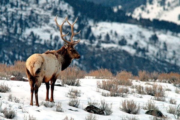 Red Winter Wallpapers - Top Free Red Winter Backgrounds - WallpaperAccess