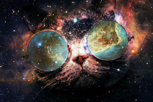 Epic Cat Wallpapers - Top Free Epic Cat Backgrounds - WallpaperAccess