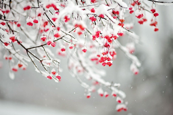 Japan Snow Wallpapers - Top Free Japan Snow Backgrounds - WallpaperAccess