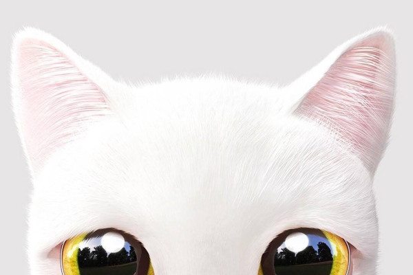 White Cat Wallpapers - Top Free White Cat Backgrounds - WallpaperAccess