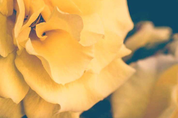 White Red Roses iPhone Wallpapers - Top Free White Red Roses iPhone ...